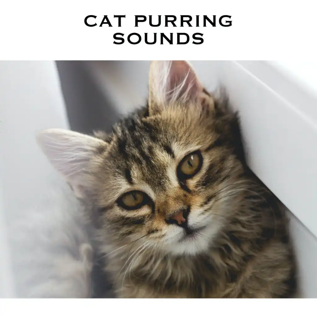 Loopable Radiance, Cat Purring Sounds & White Noise - Cat Purrs | Play ...