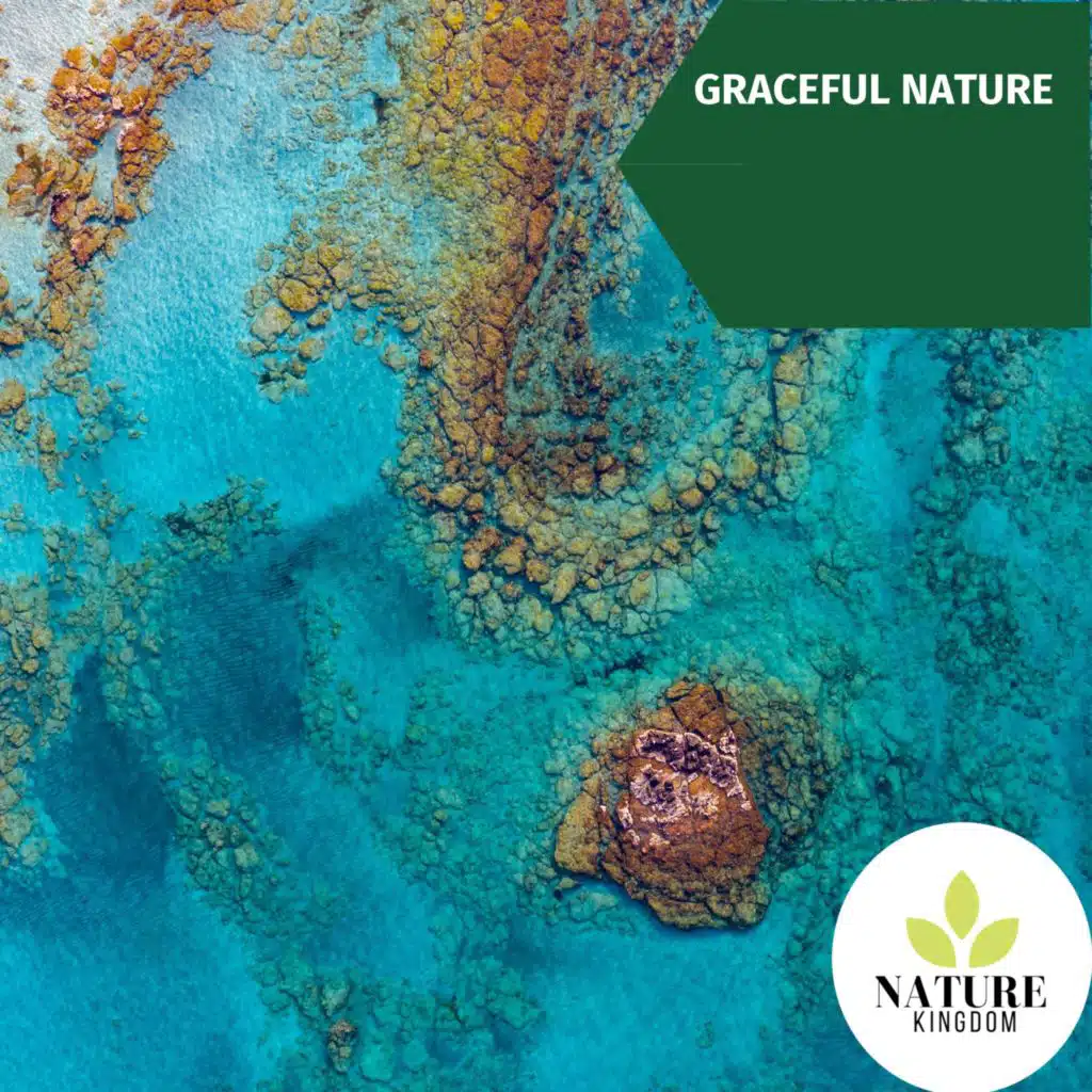 Holy Nature Healing Sounds - Free Waterflowing | Play on Anghami