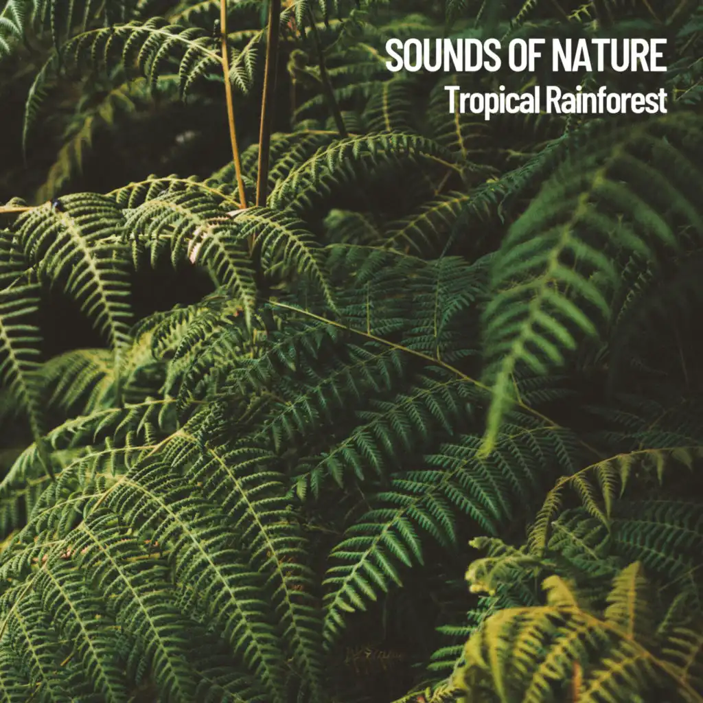 Sounds Of Nature Tropical Rainforest By The Nature Soundscapes