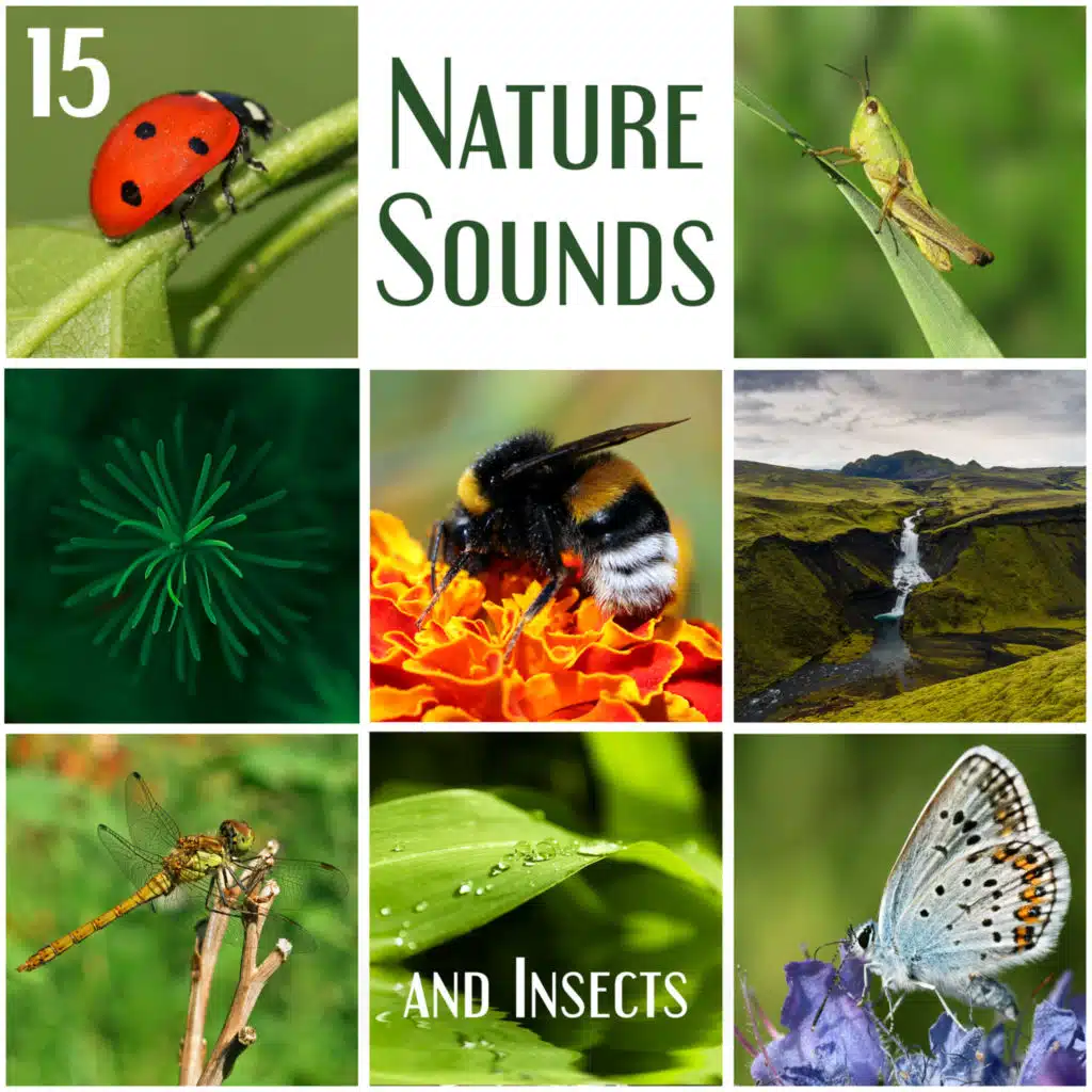 15 Nature Sounds and Insects - Relaxation and Meditation Soundscapes by ...