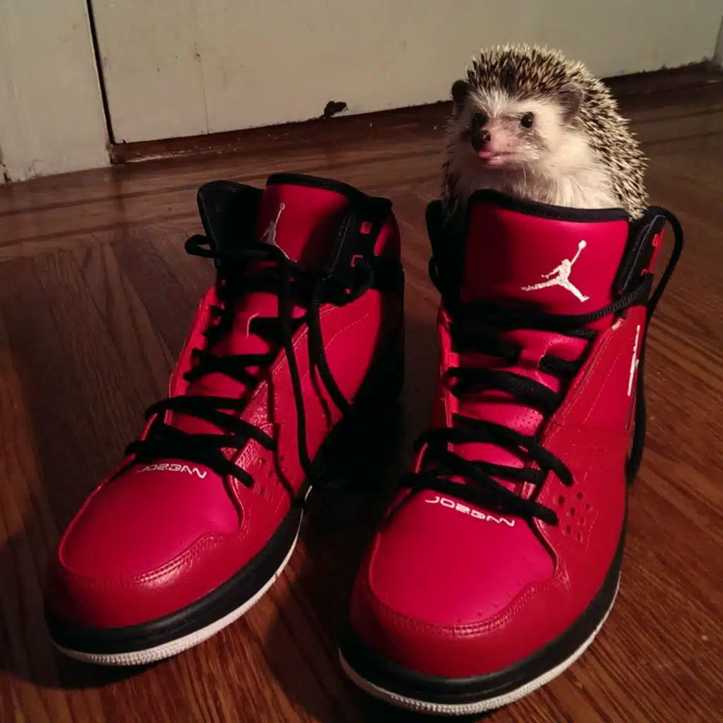 Steven Ross Hehir - Astraea | Play on Anghami