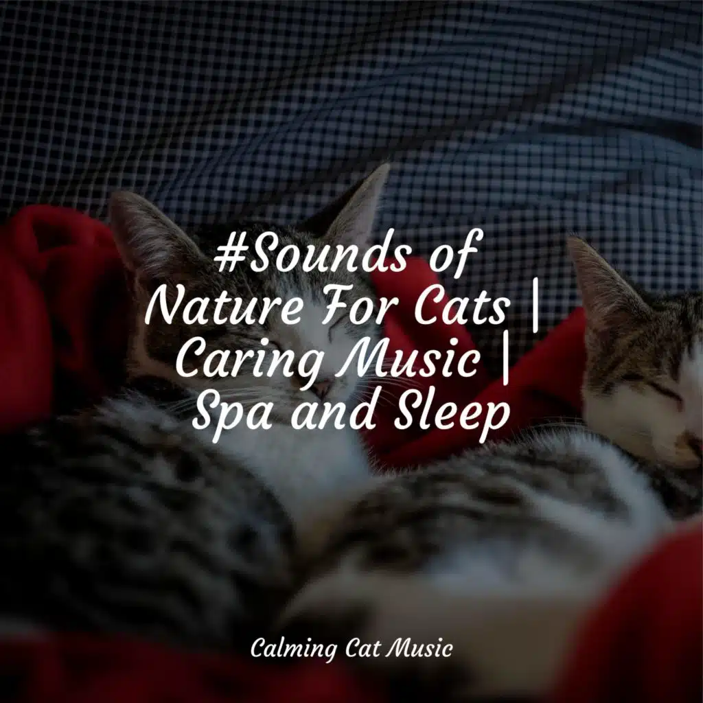 Music For Cats, Pet Care Club & Music For Cats TA - Ocean Air | Play on ...