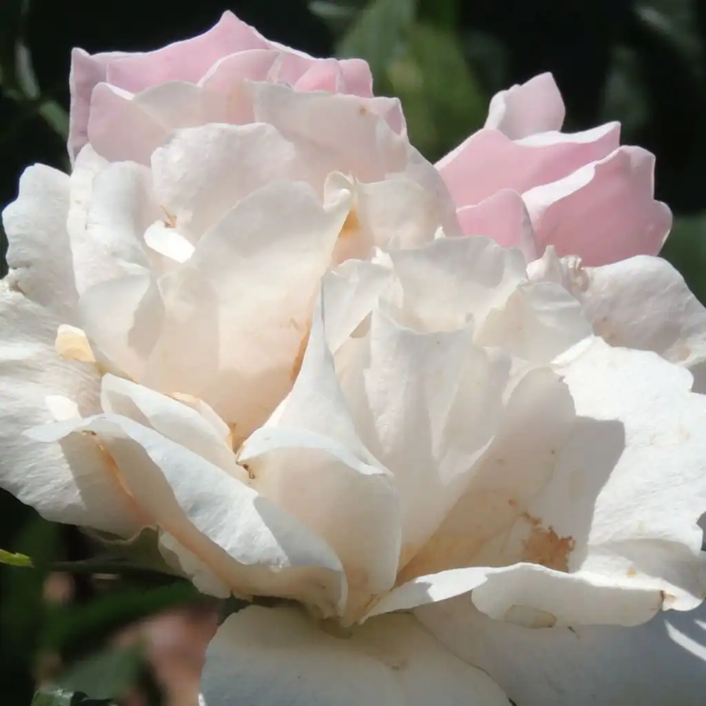 Arutunian Trumpet Concerto by Jonathan Failla | Play on Anghami