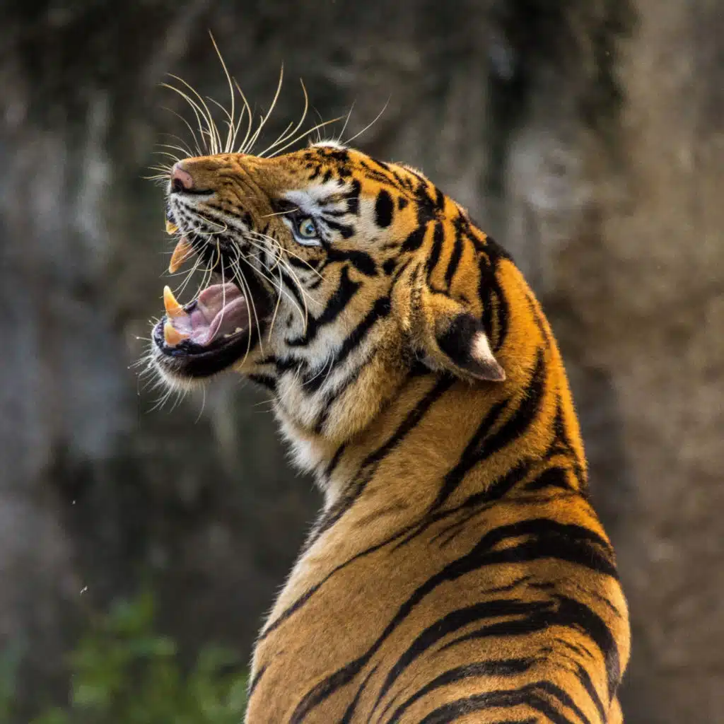 Tiger Sounds by Tiger Sound & Звук тигра | Play on Anghami