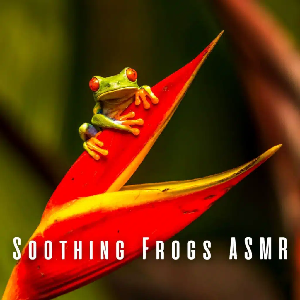 Asmr, Nature & Rainforest Sounds Collective & Nature Songs Nature Music ...