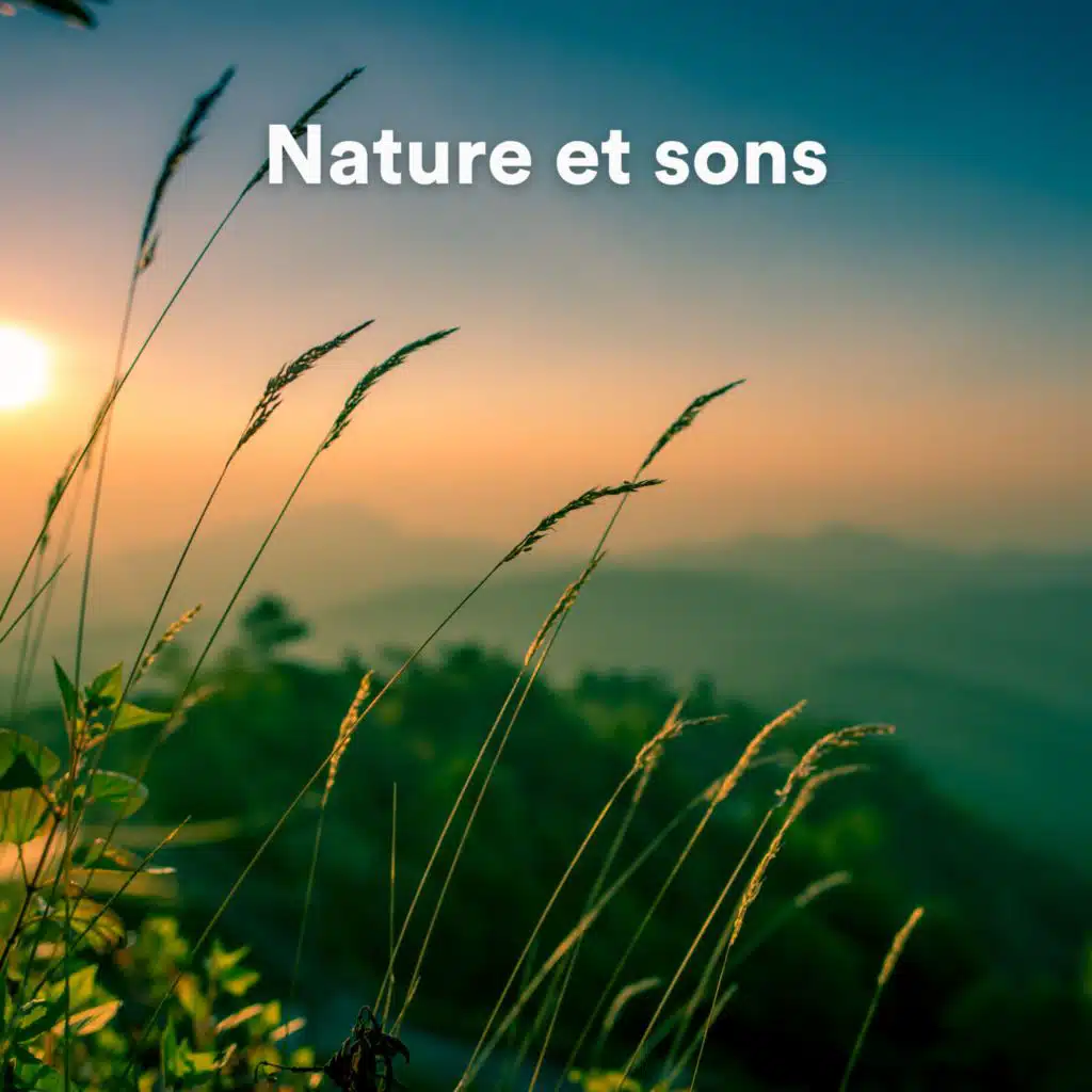 Sons De La Nature, Oasis de Musique Nature Relaxante & Naturel ...