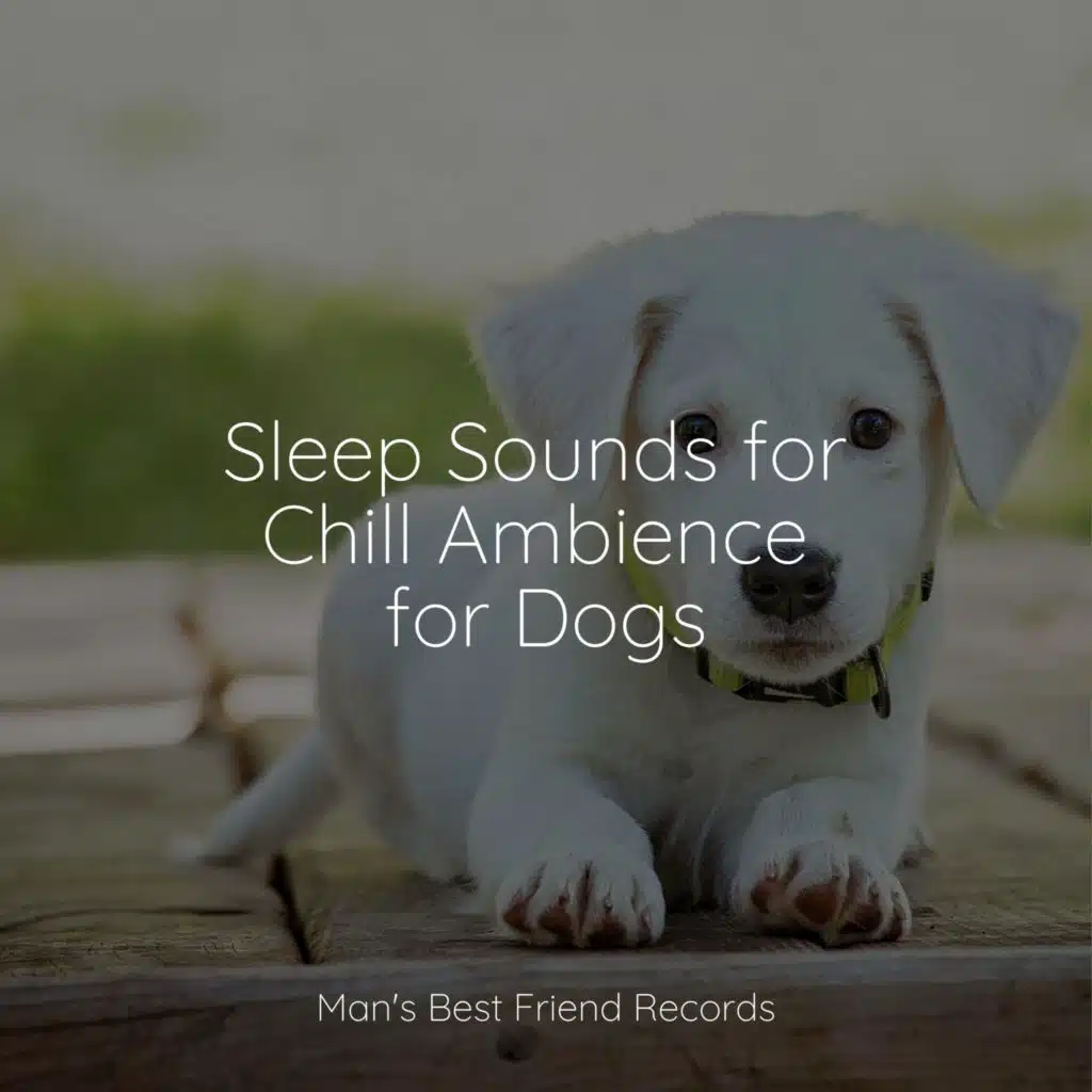 Music for Dog's Ear, Calm Doggy & Deep Focus - Starting Today | Play on ...