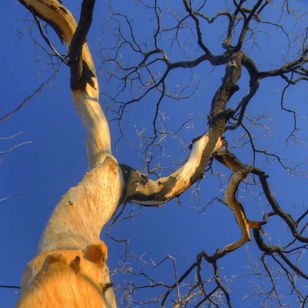 WAZEE - living spring | Play on Anghami