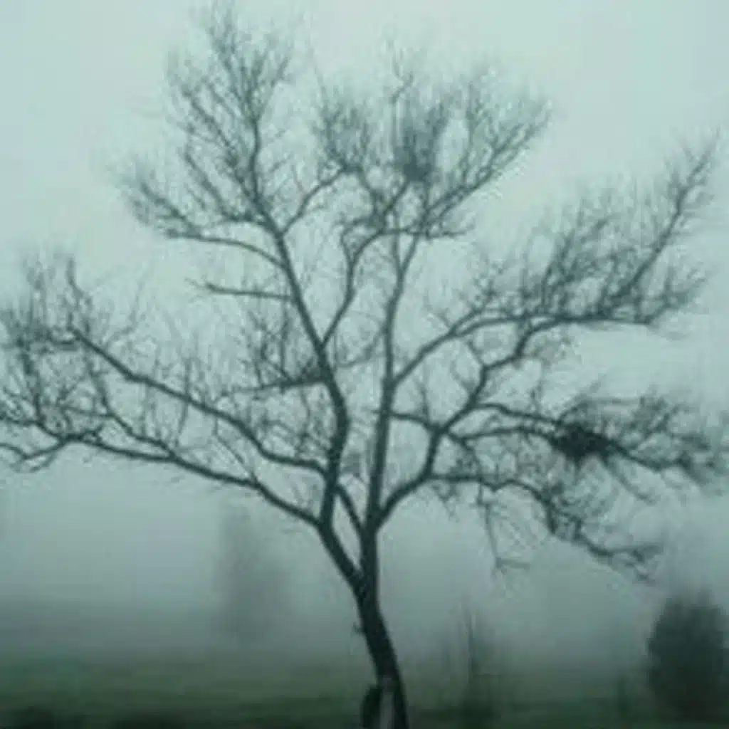 Lil $pooky - poison tree | Play on Anghami