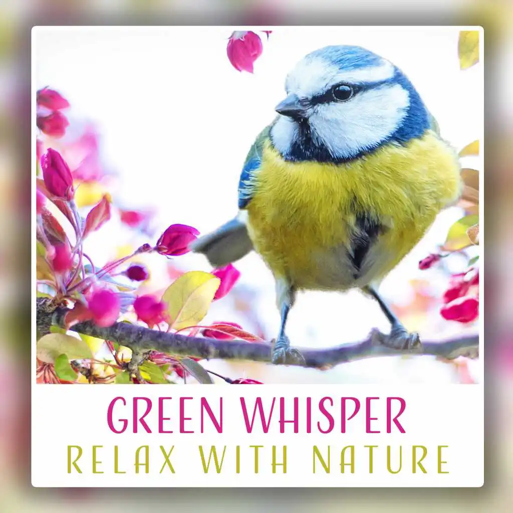 Green Whisper Relax With Nature Birds Sounds Soothing Ambient